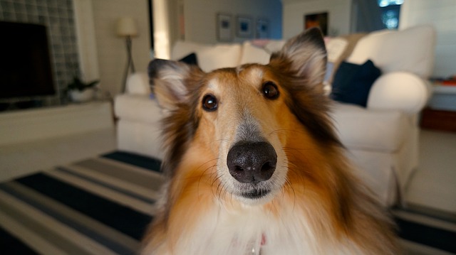 Drop-in Visits – Big Cedar Pet Care - Pet Sitting and Dog Walking Services