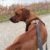 Daily Dog Walks – Big Cedar Pet Care - Pet Sitting and Dog Walking Services